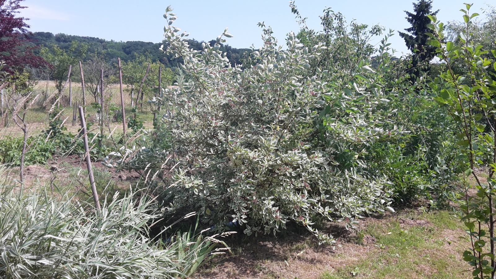 Ukrasni drijen, cornus alba variegata