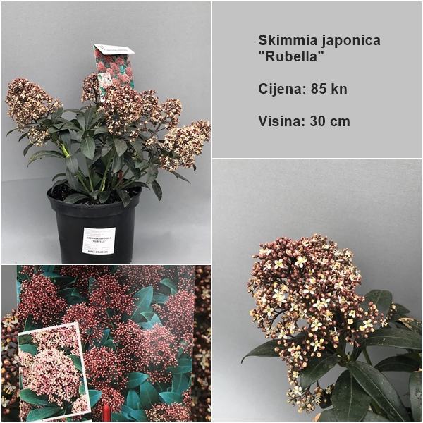 UKRASNI GRM - SKIMMIA JAPONICA RUBELLA - sadnice