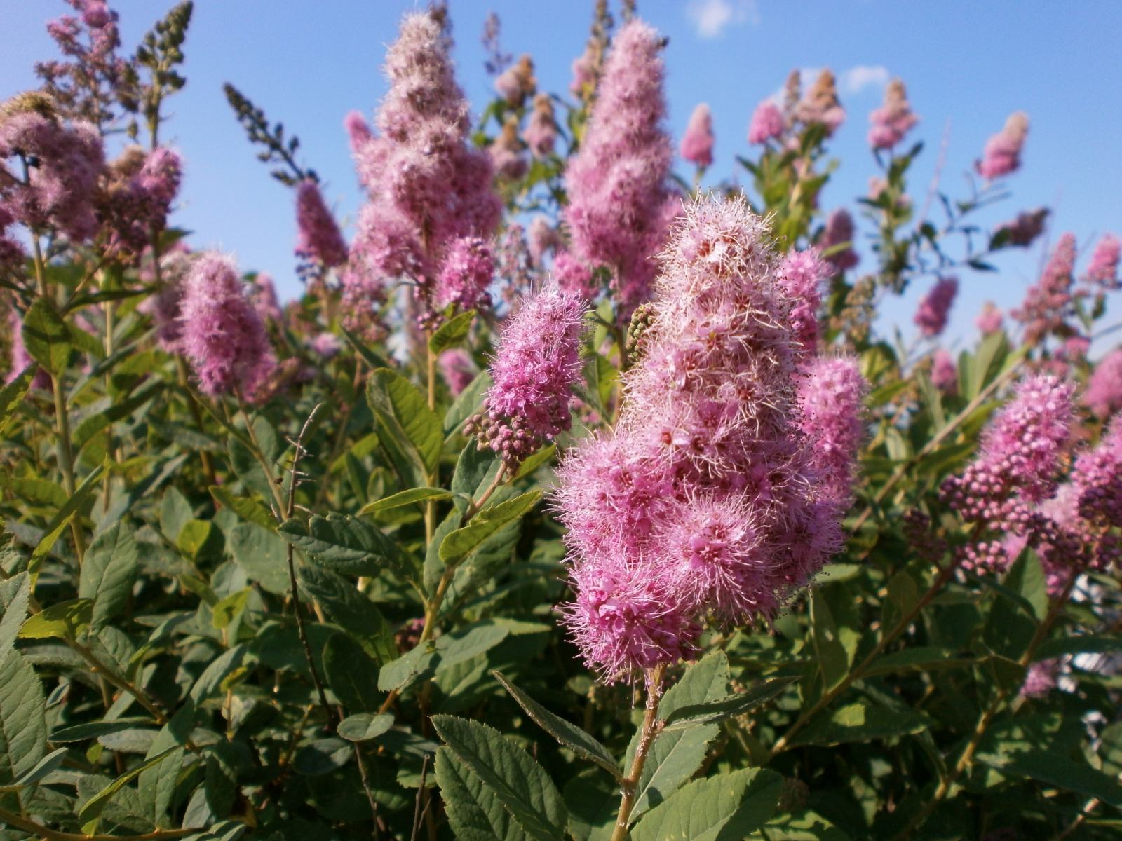 Ukrasni grm Rose spirea