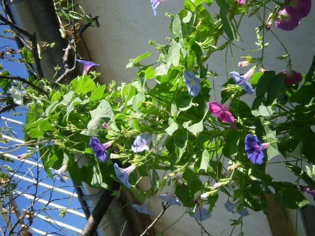 UKRASNI SLAK 1+1 GRATIS