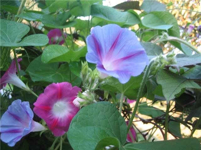 UKRASNI SLAK / Ladolež / Ipomea