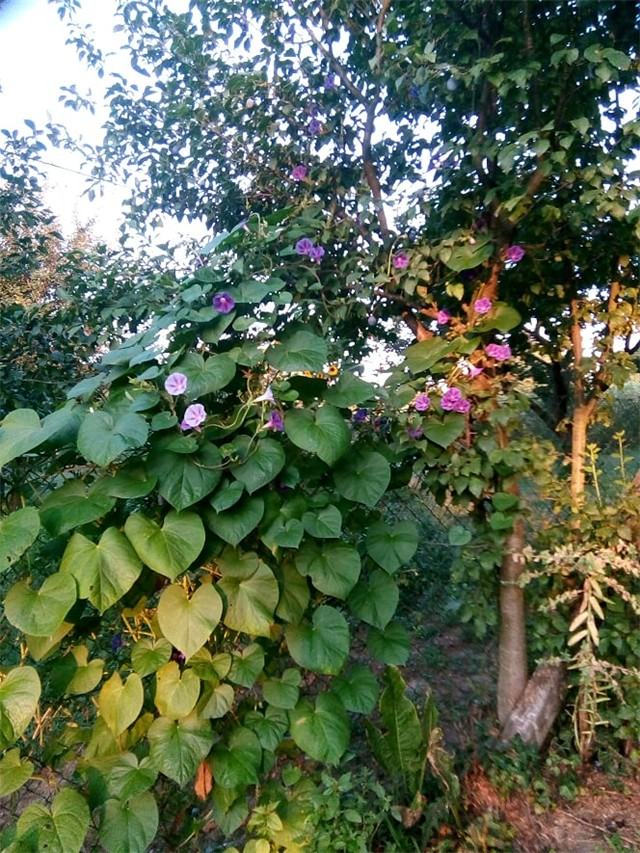 Ukrasni visoki slak sjeme