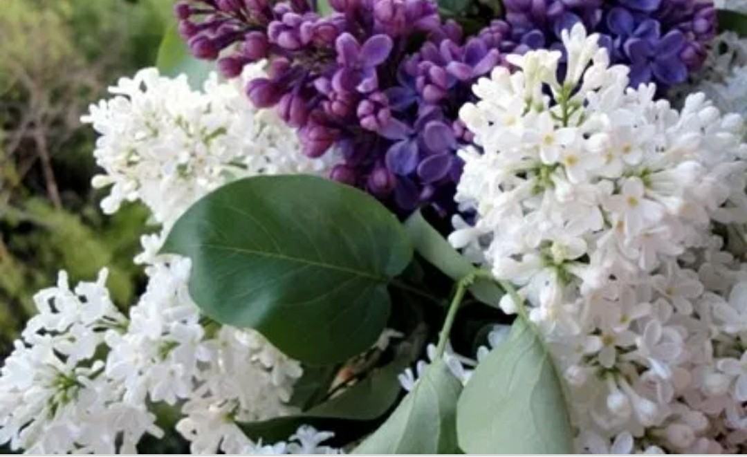 UKRASNO BILJE, JORGOVAN-domaći