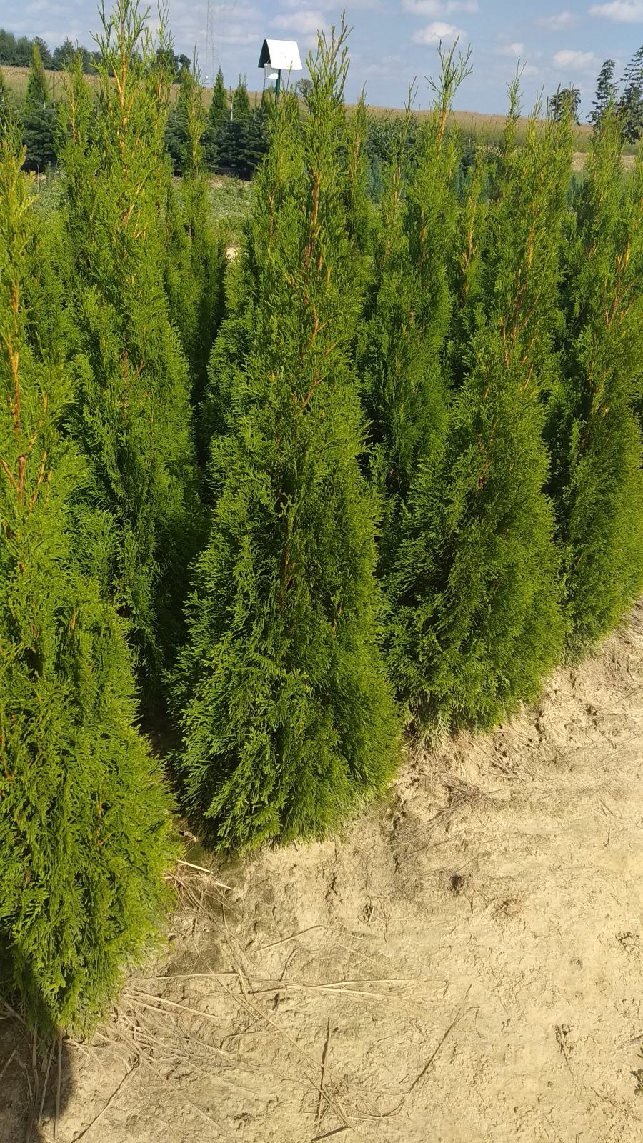 Ukrasno grmlje (živa ograda) - Thuja, pačempres, lovorvišnja, tisa...