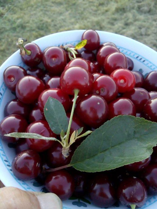 Višnja sadnice po komadu 25 kn