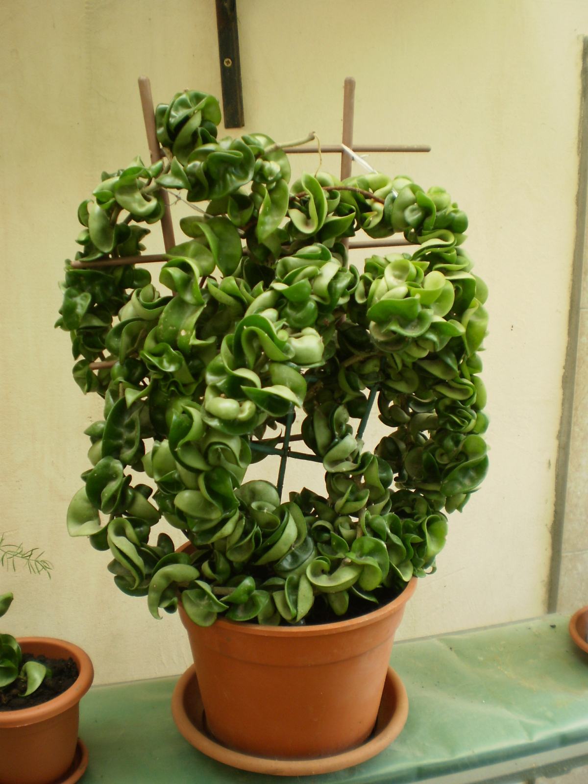 Voštana hoja kovrčavih listova