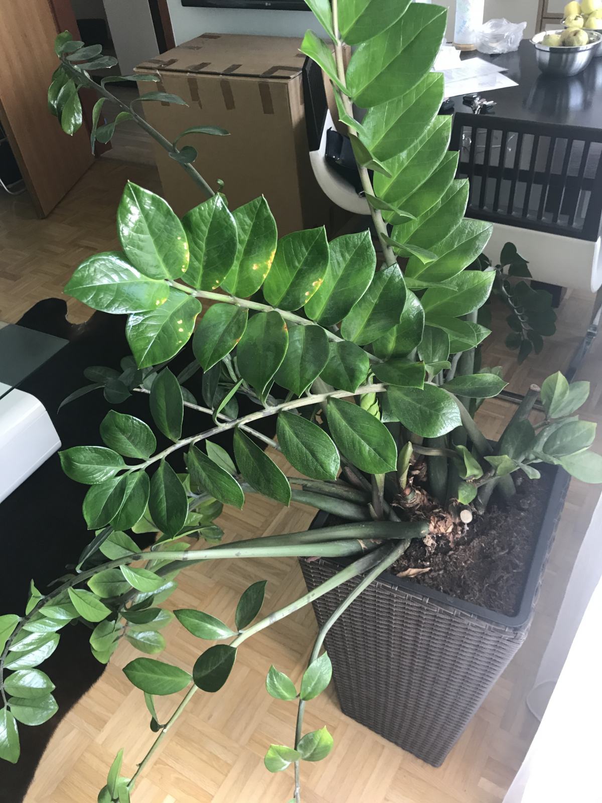 ZAMIJA (zamiocolcas zamiifolia)