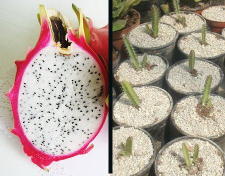 Zmajevo voće -pitaja- sjeme