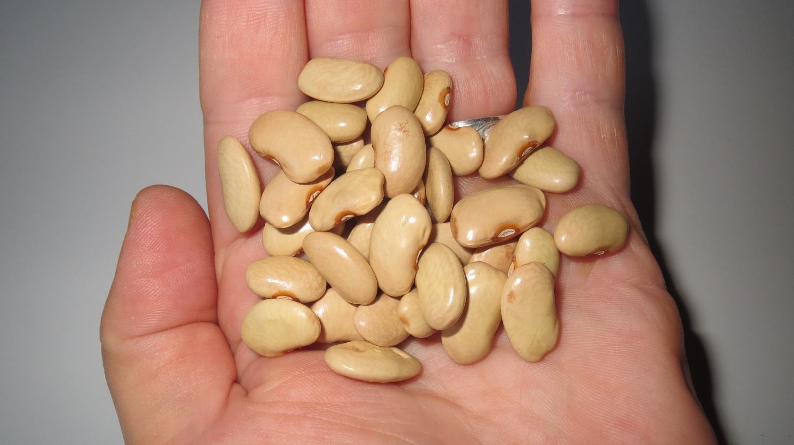 Zuti visoki grah kukuruzar