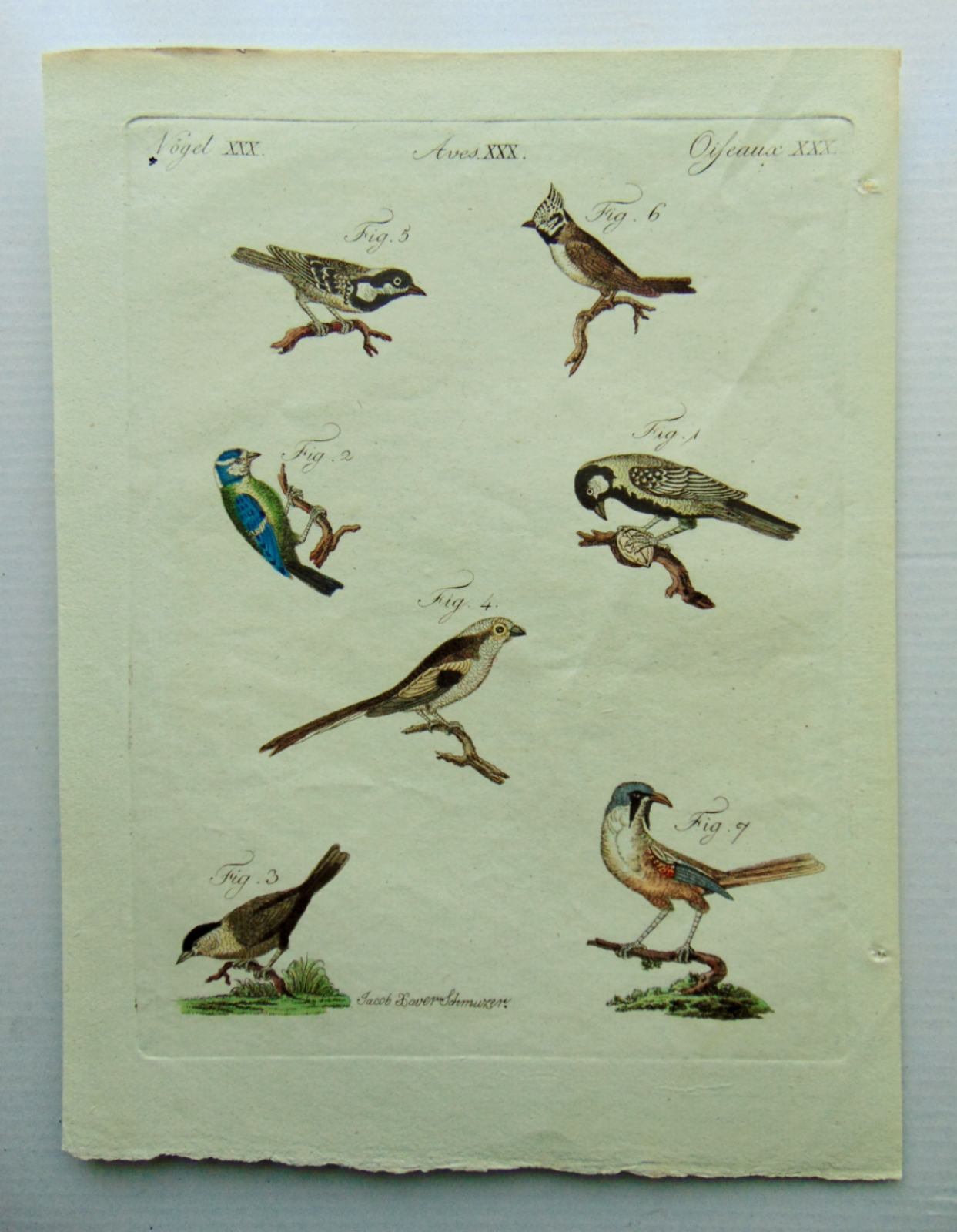 Stara grafika, Jacob Schmuzer , 1806. Bec, ptice sjenice, bakrorez