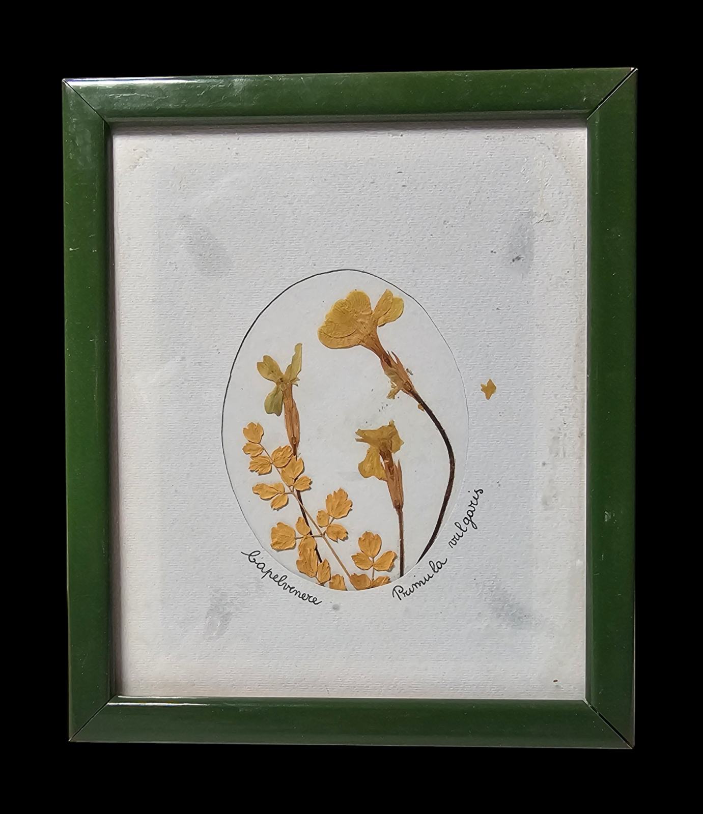 PREŠANA PRIMULA VULGARIS (JAGLAC)