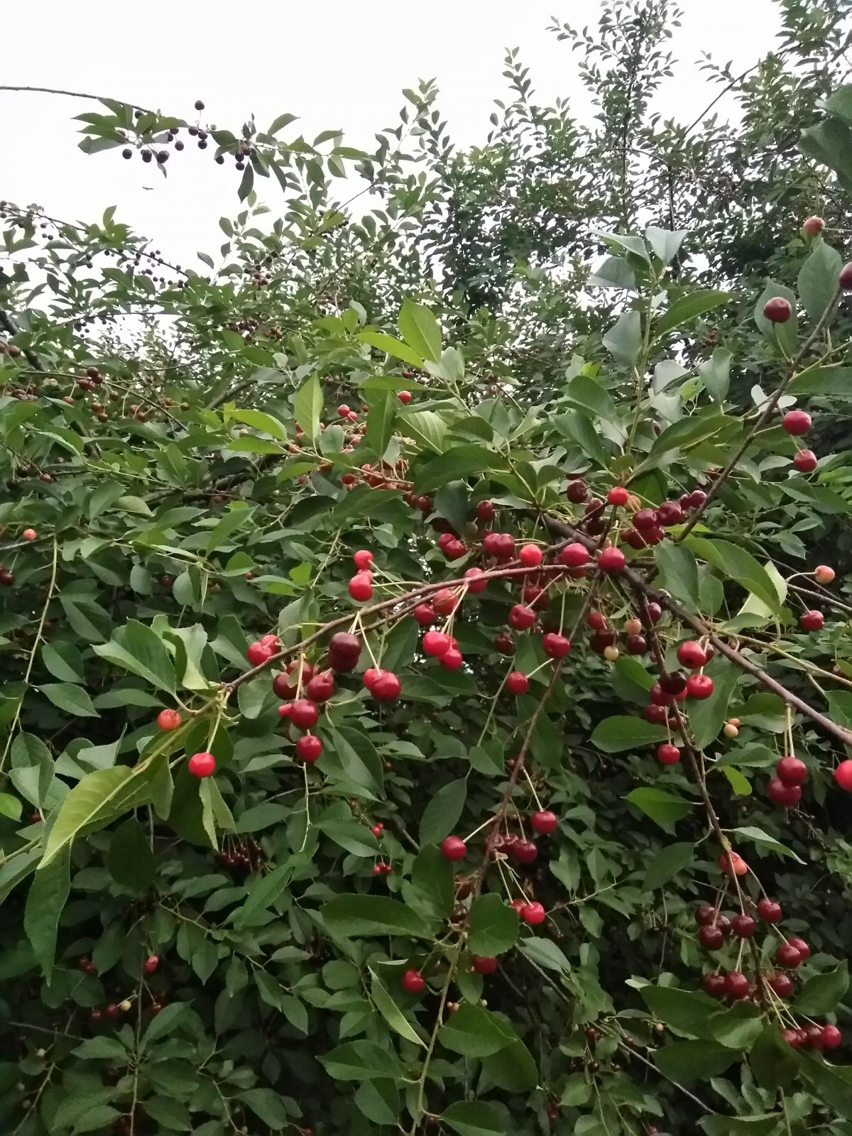 Sirup višnja maraska