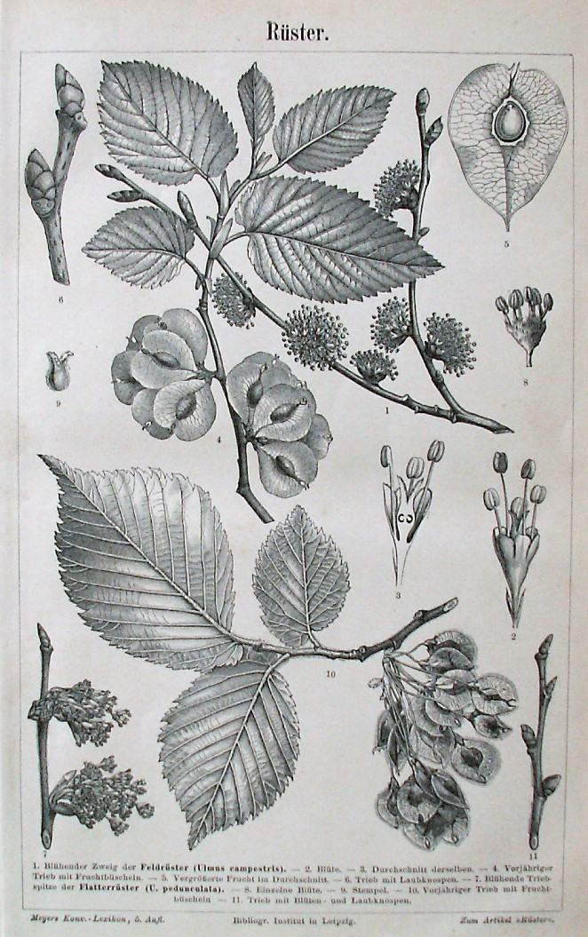 LITOGRAFIJA - BRIJST LIST I PLOD DRVO ŠUMARSTVO BOTANIKA FLORA