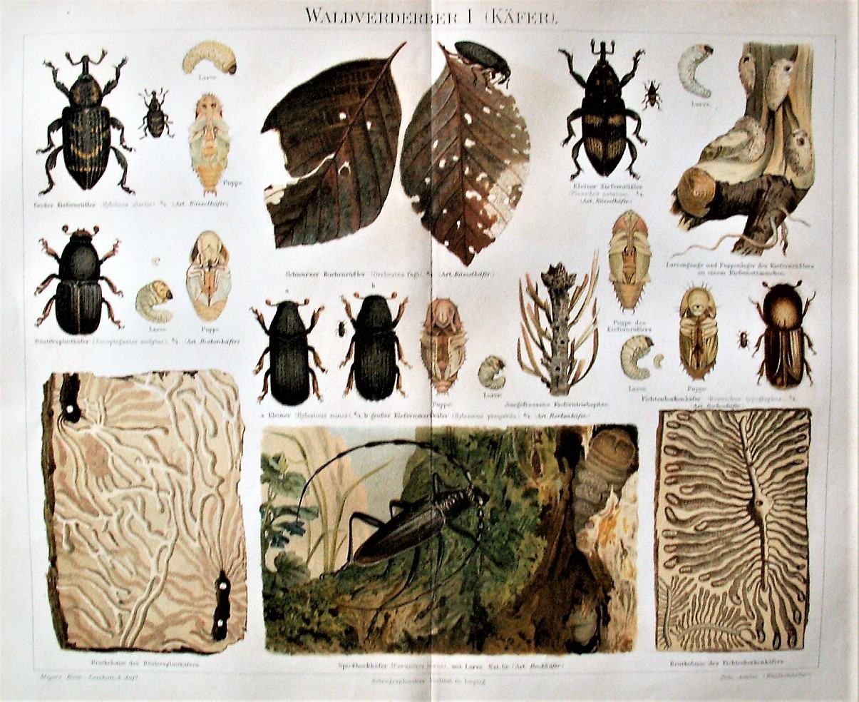 LITOGRAFIJA - INSEKTI ŠUMSKI NAMETNICI ŠUMARSTVO GUBAVCI ŠTETOČINE 4