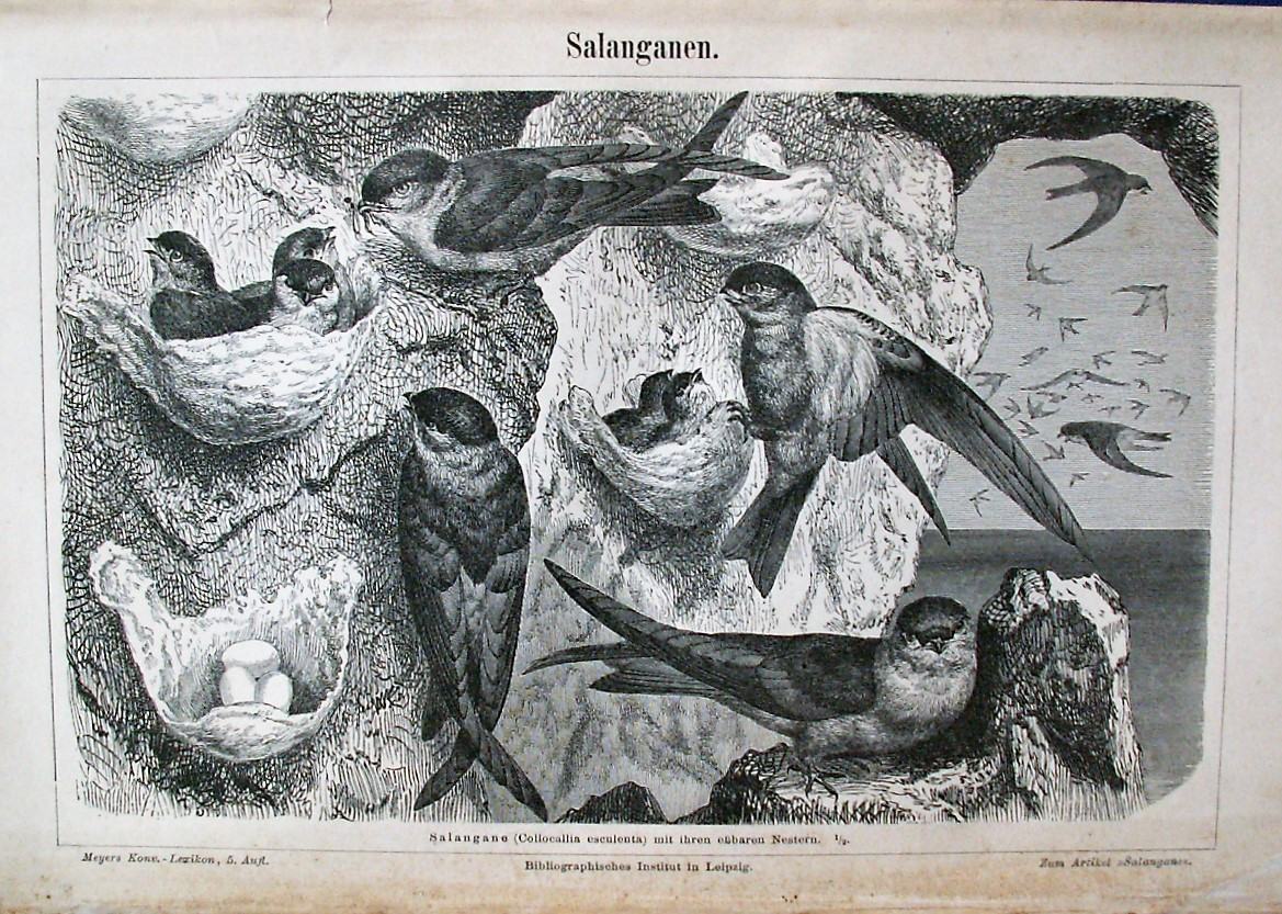 LITOGRAFIJA - LASTAVICE PTICE ORNITOLOGIJA ŽIVOTINJE ZOOLOGIJA 1889