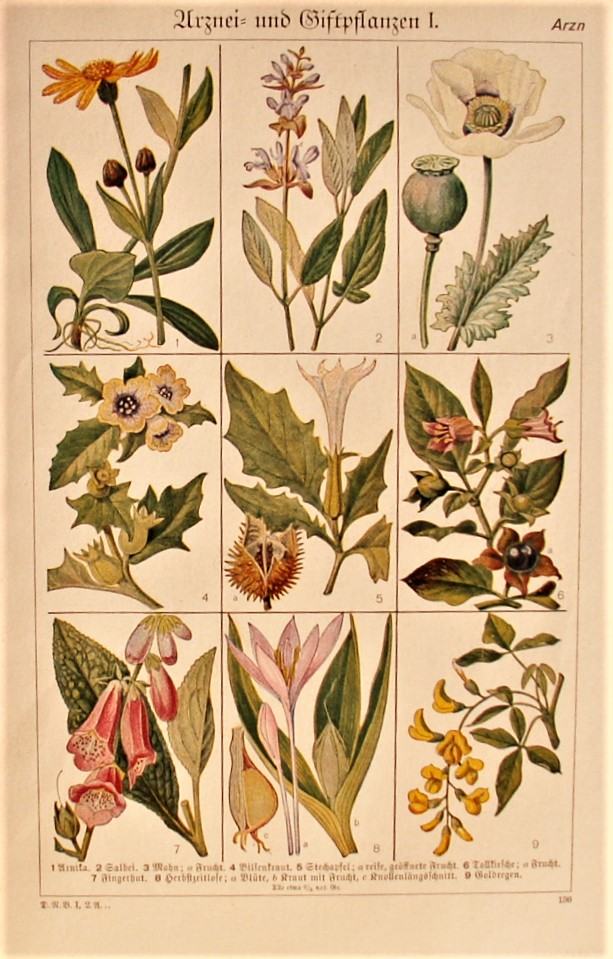 LITOGRAFIJA - LJEKOVITO BILJE BOTANIKA BIOLOGIJA FLORA CVIJEČE