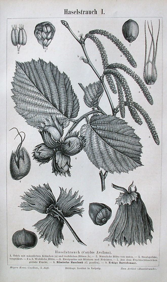 LITOGRAFIJA - LJESKA LJEŠNJAK VOČARSTVO HORTIKULTURA