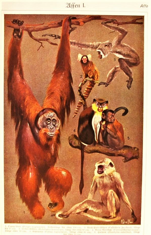 LITOGRAFIJA - MAJMUNI ŽIVOTINJE AFRIKA FAUNA ZOOLOGIJA PRIRODA