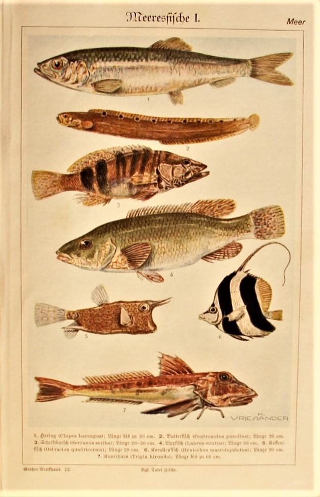 LITOGRAFIJA - MORSKE RIBE MORE RIBOLOV SRDELA RIBARSTVO IHTIOLOGIJA