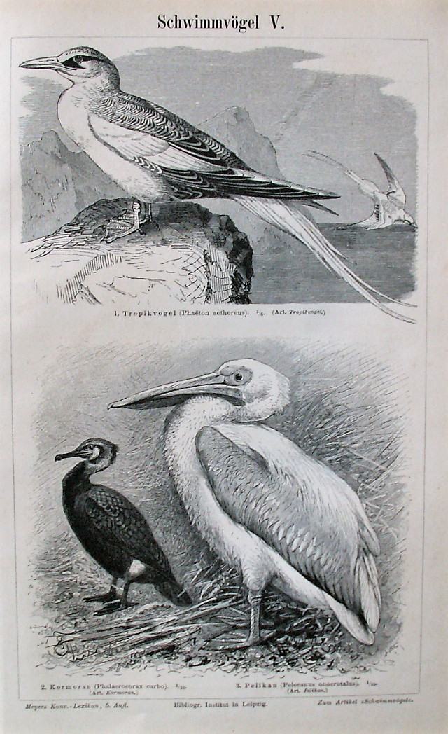 LITOGRAFIJA - PELIKAN KORMORAN MORSKE PTICE ORNITOLOGIJA ZOOLOGIJA