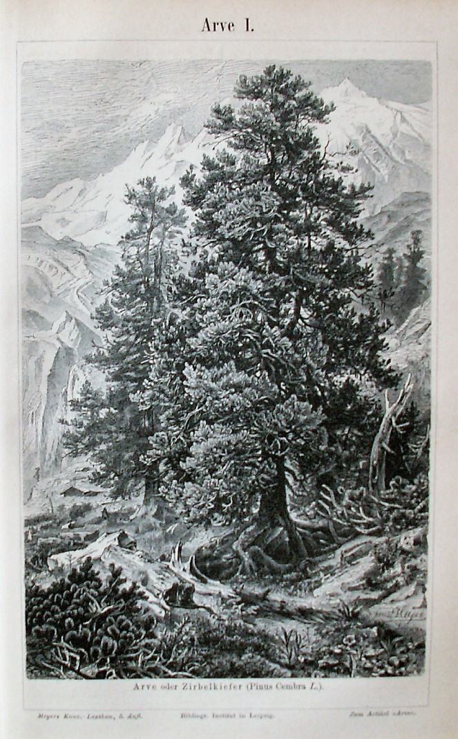 LITOGRAFIJA - ŠVICARSKI BOR DRVO ŠUMA ŠUMARSTVO BOTANIKA Pinus cembra