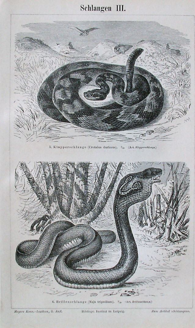 LITOGRAFIJA - ZMIJE OTROVNICE GMAZOVI KOBRA ZVEČARKA ZOOLOGIJA 1889