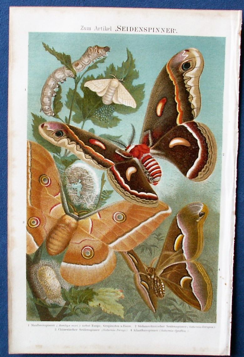 LITOGRAFIJA DUDOV SVILAC SVILA LEPTIR LARVA GUSJENICA 1889