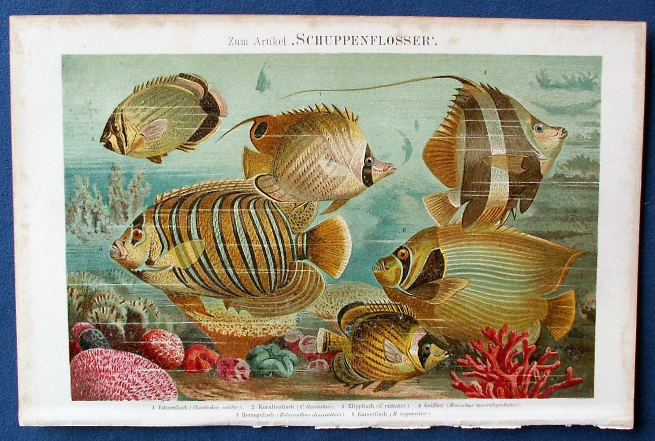 LITOGRAFIJA TROPSKE RIBE KORALJI AKVARIJ 1889