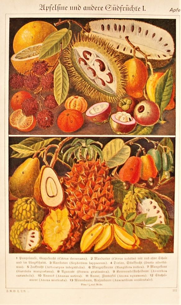 LITOGRAIJFA - JUŽNO VOČE ANANAS AVOKADO BOTANIKA VOČARSTVO