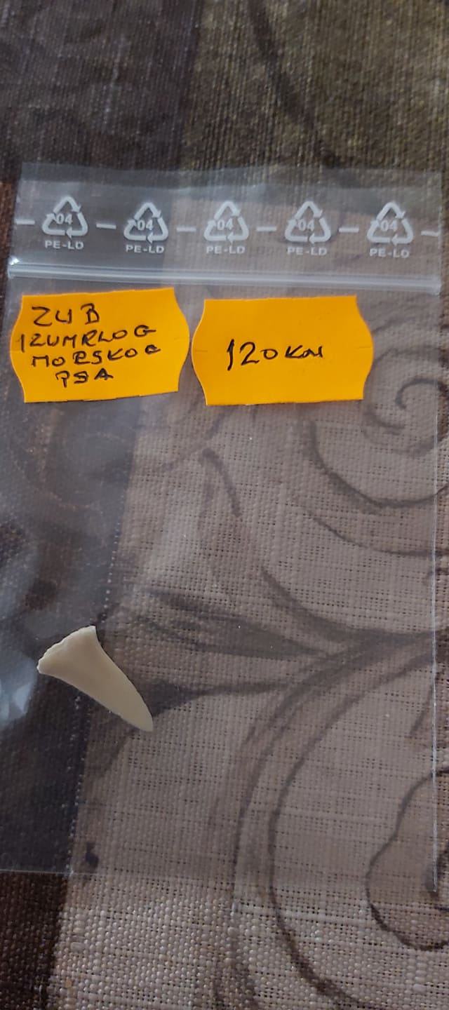 Zub izumrlog morskog psa