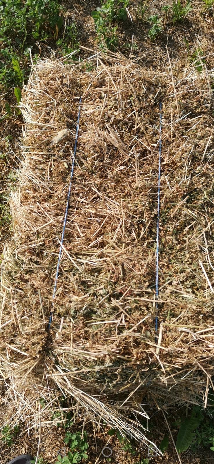 Djetelina - kockaste bale