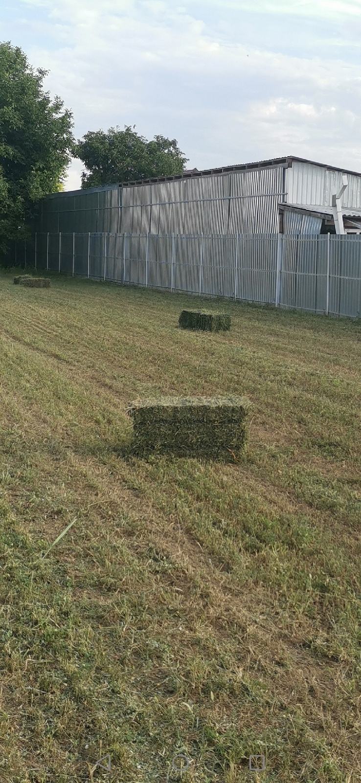 Djetelina - kockaste bale