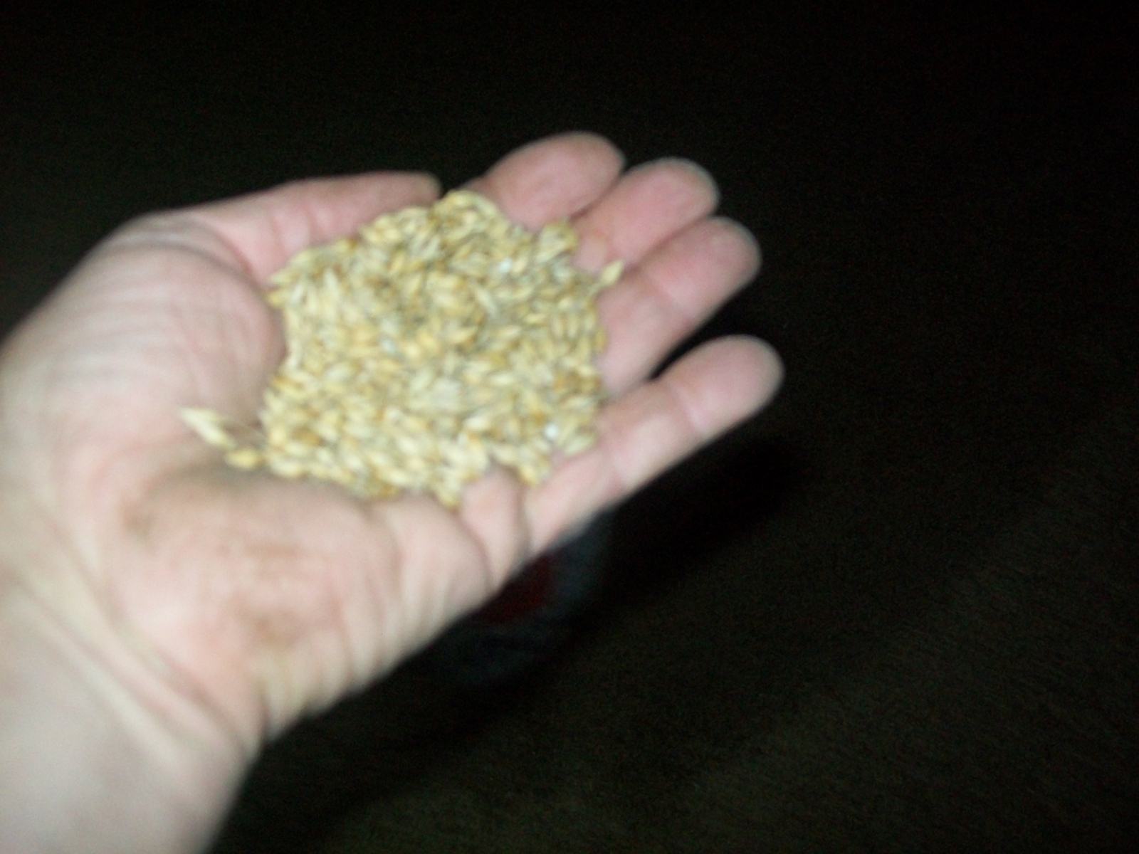 Jećam jari (proljetni) prodajem požeško slavonska županija