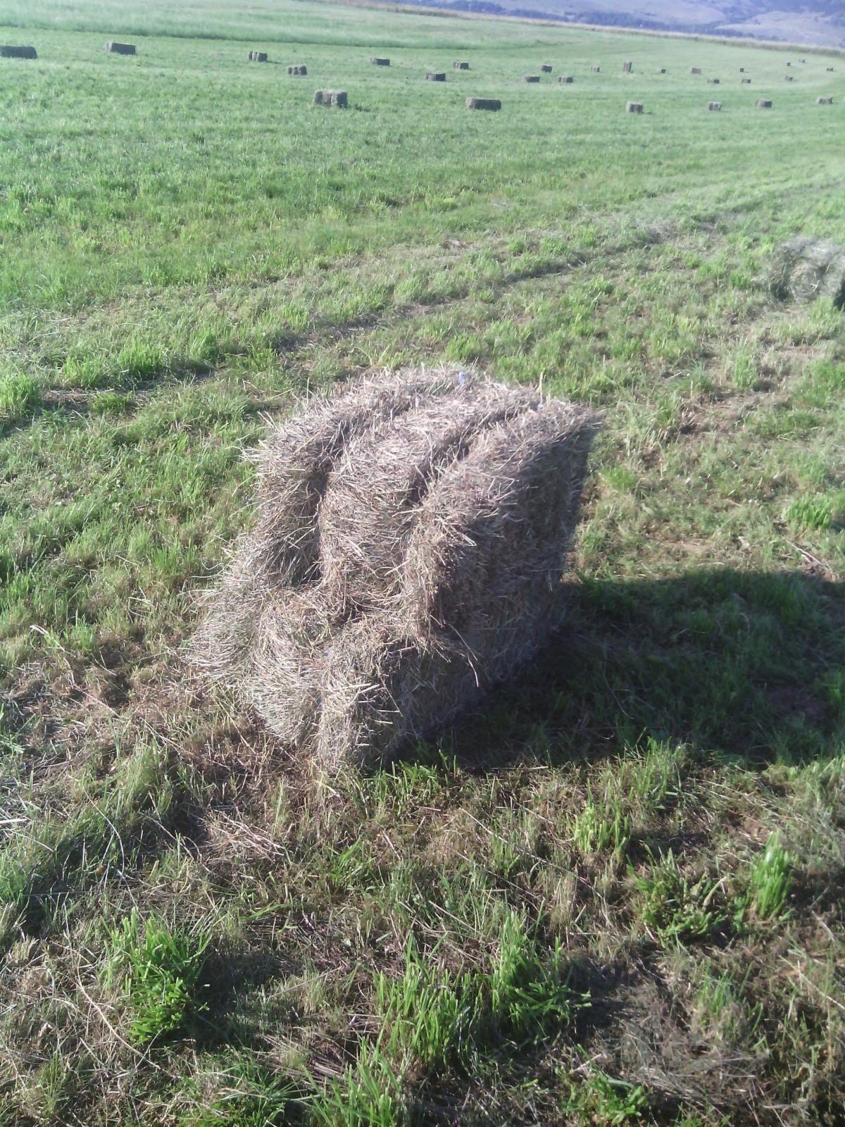 KOCKASTE BALE SIJENA cca 15kg