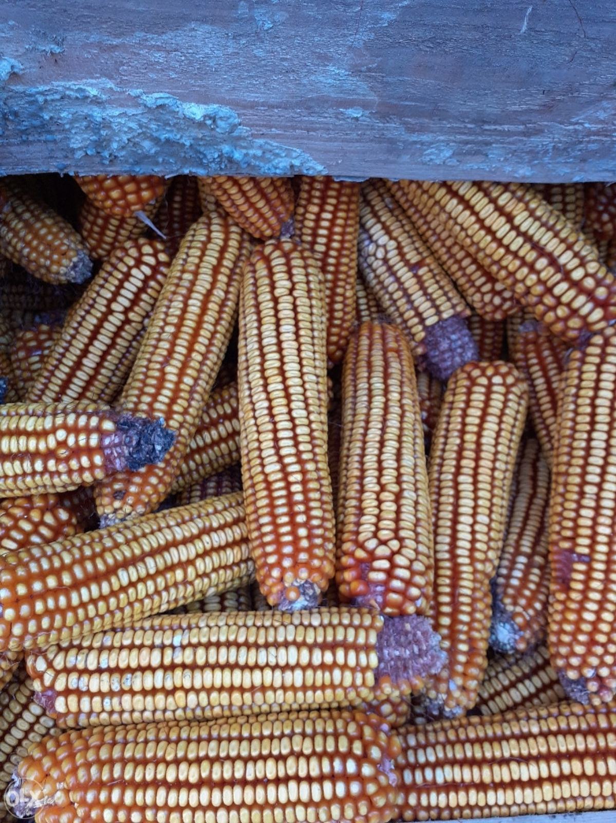 Kukuruz pajdaš u zrnu