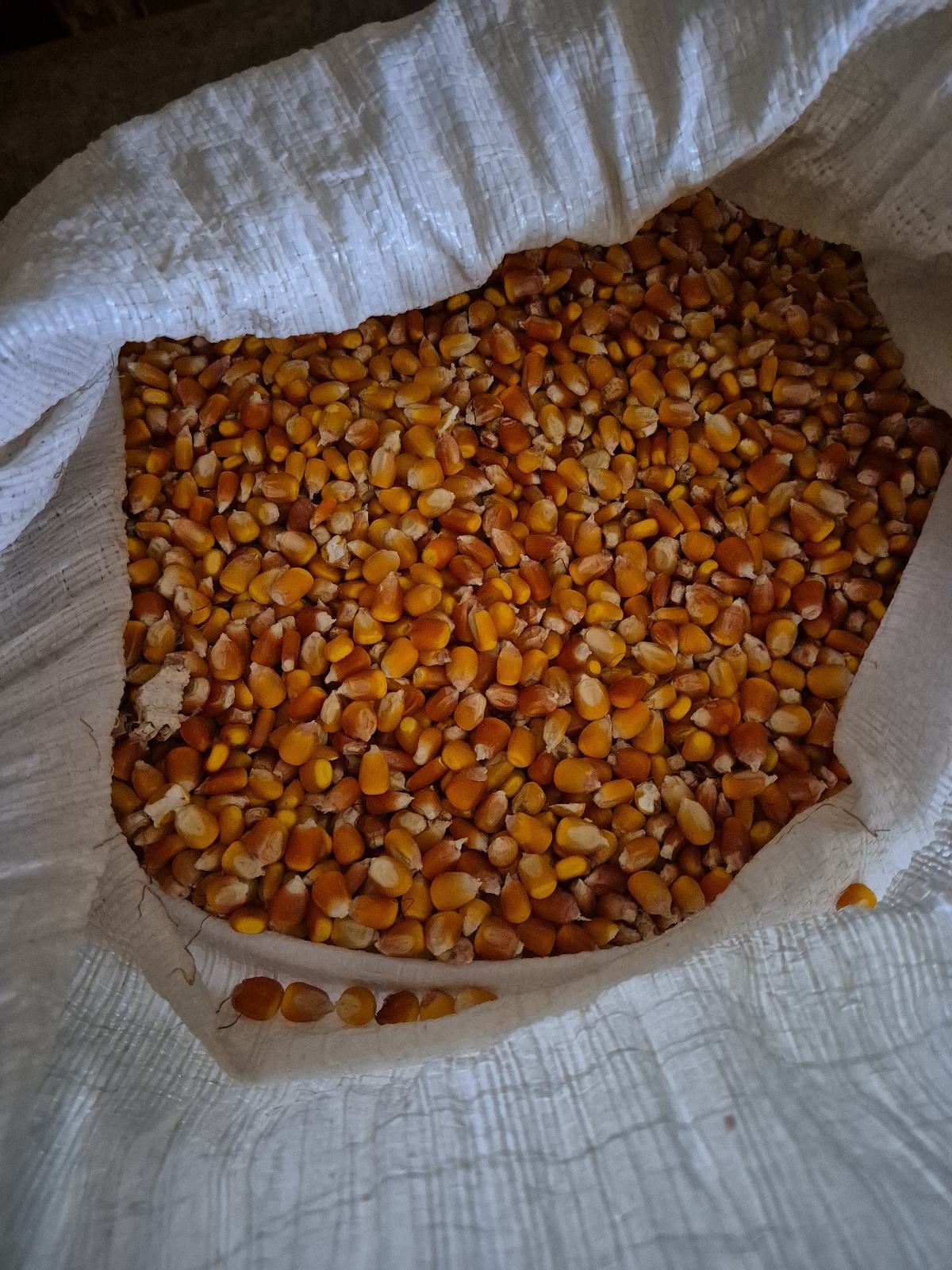 Kukuruz u zrnu 500 kg - sušen u kukuružnjaku (Pajdaš)