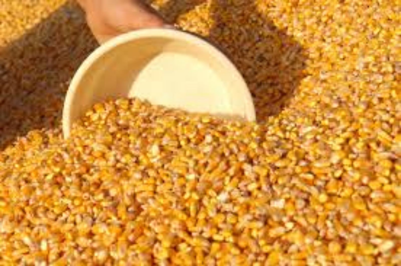 Kukuruz u zrnu (dostava)