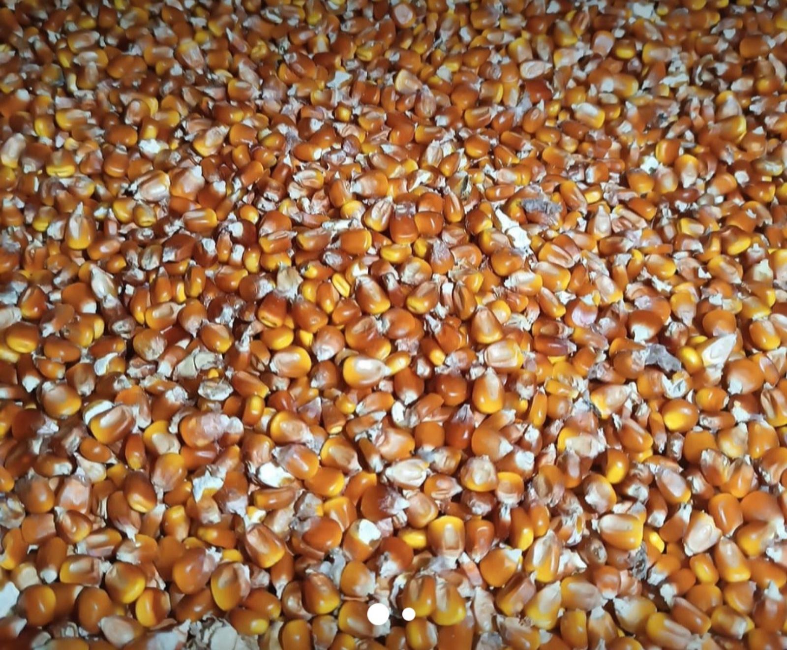 kukuruz u zrnu Pajdaš