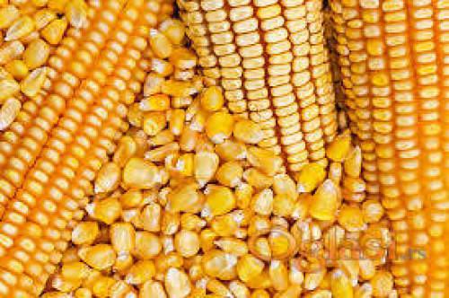 Kukuruz u zrnu