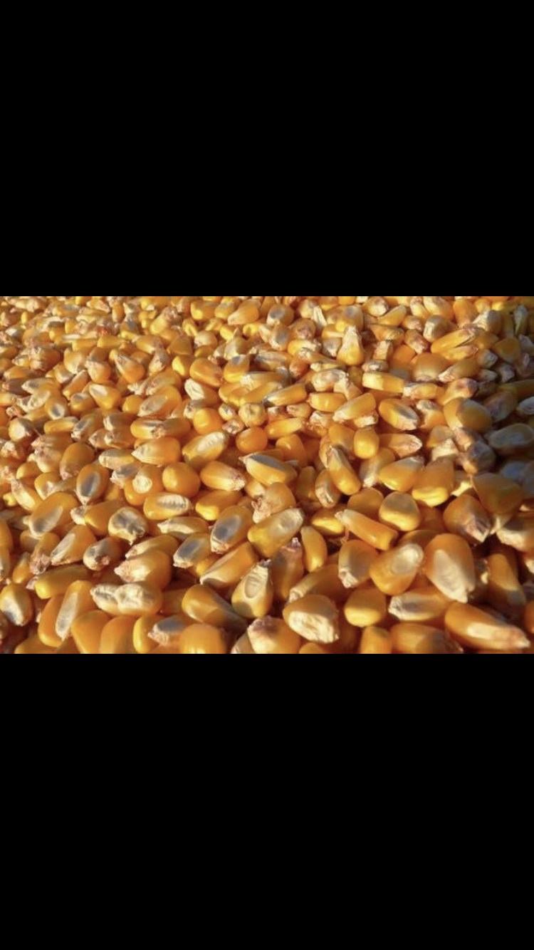 Kukuruz u zrnu