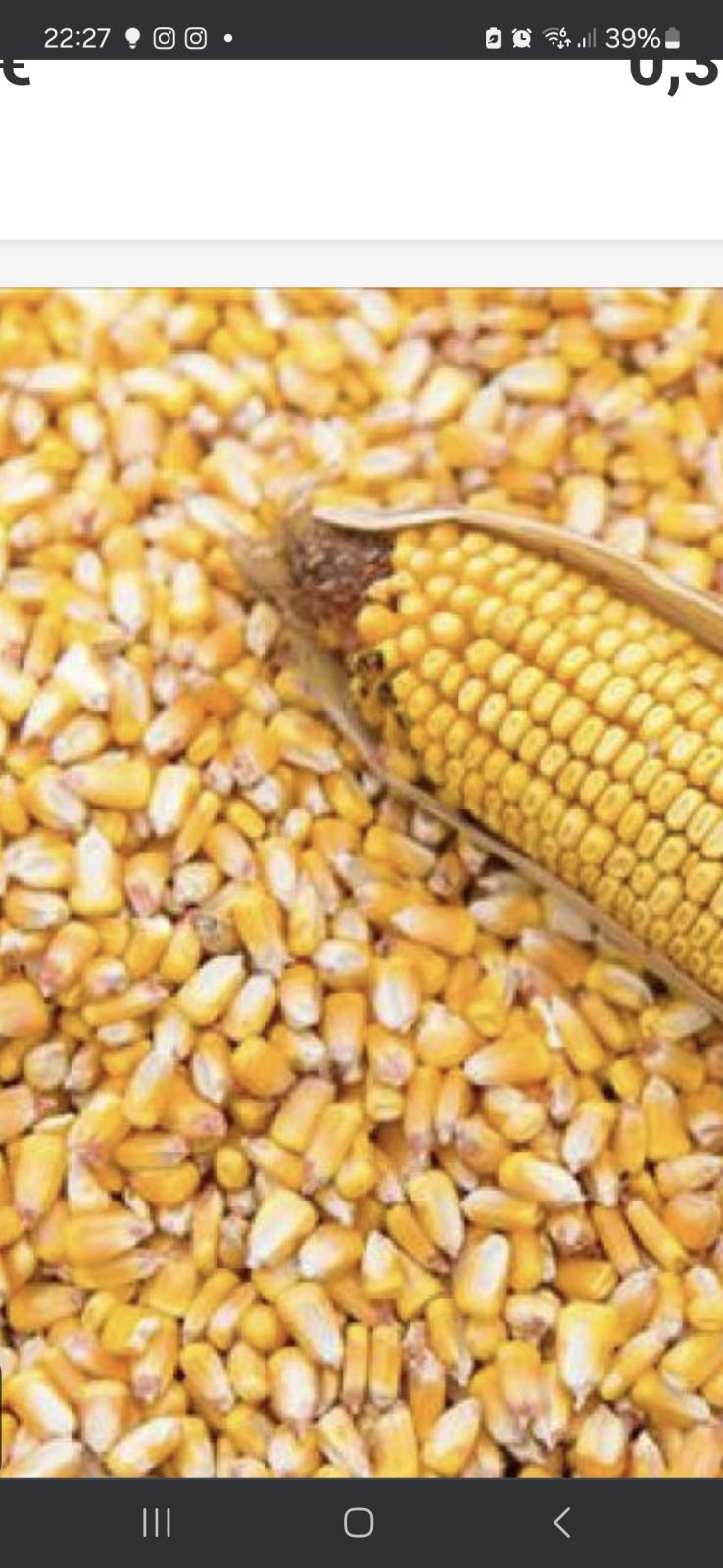 Kukuruz u zrnu
