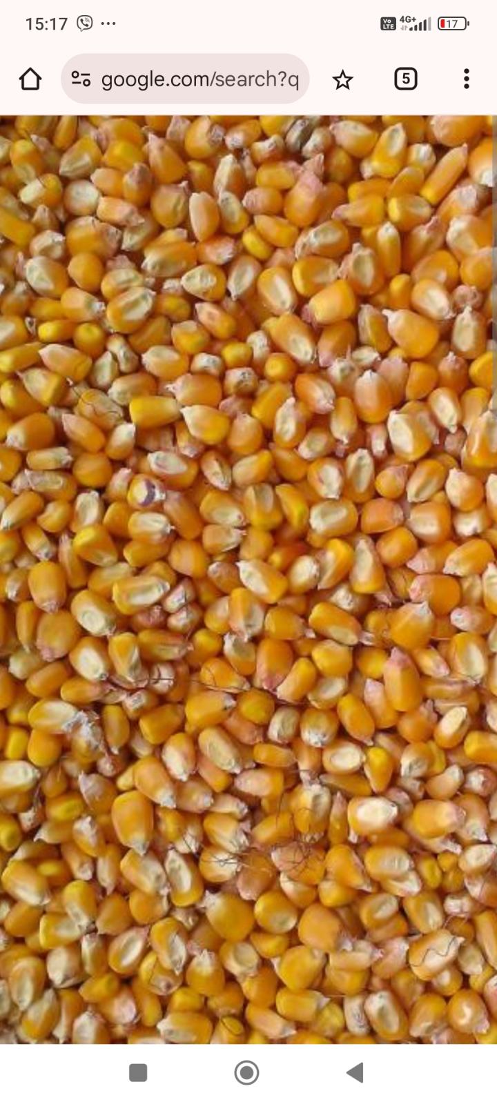 Kukuruz u zrnu
