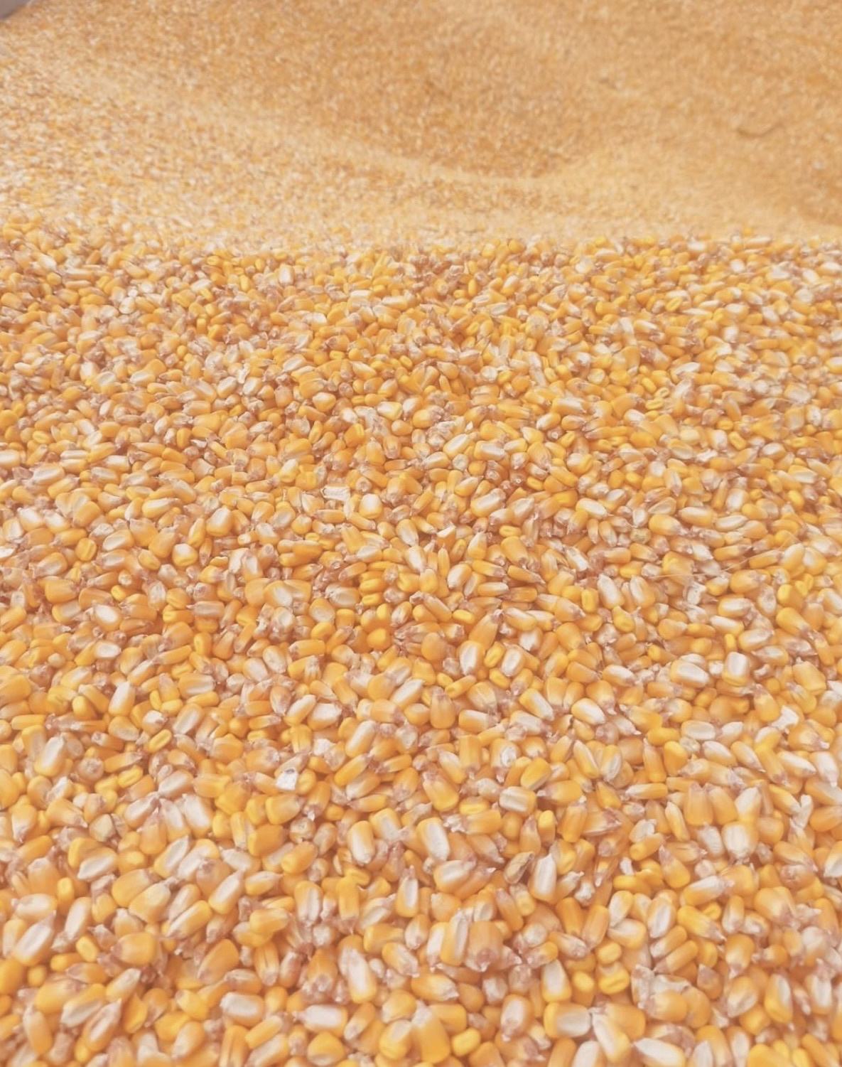Kukuruz u zrnu