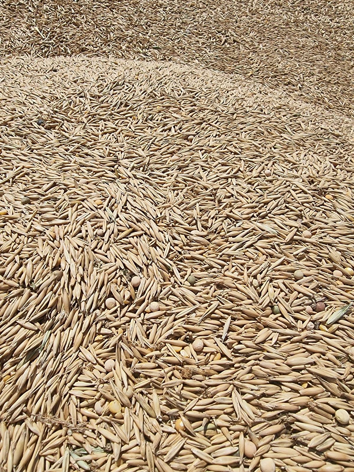 Mješavina Stocnog Graska i Zobi za zelenu gnojidbu