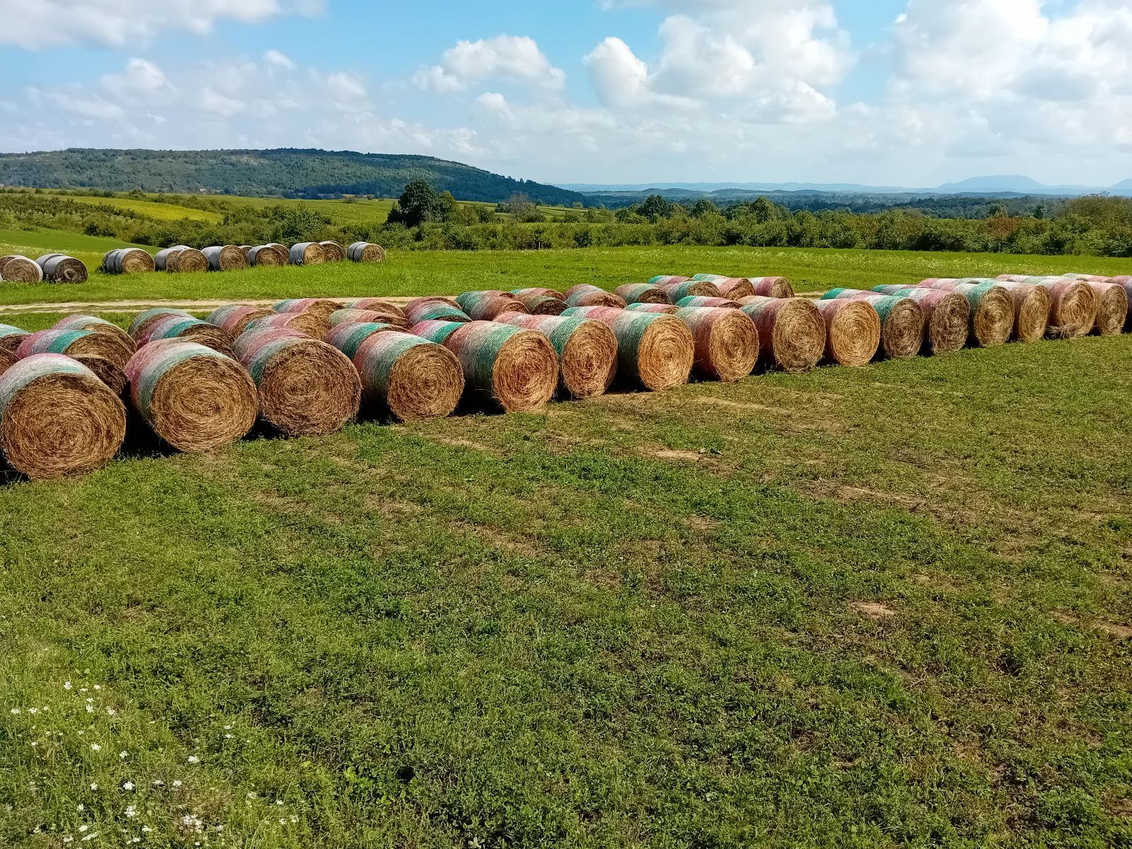 ROLO BALE LUCERKE I DJETELINE i SIJENA VELIKE 125X125 100kom