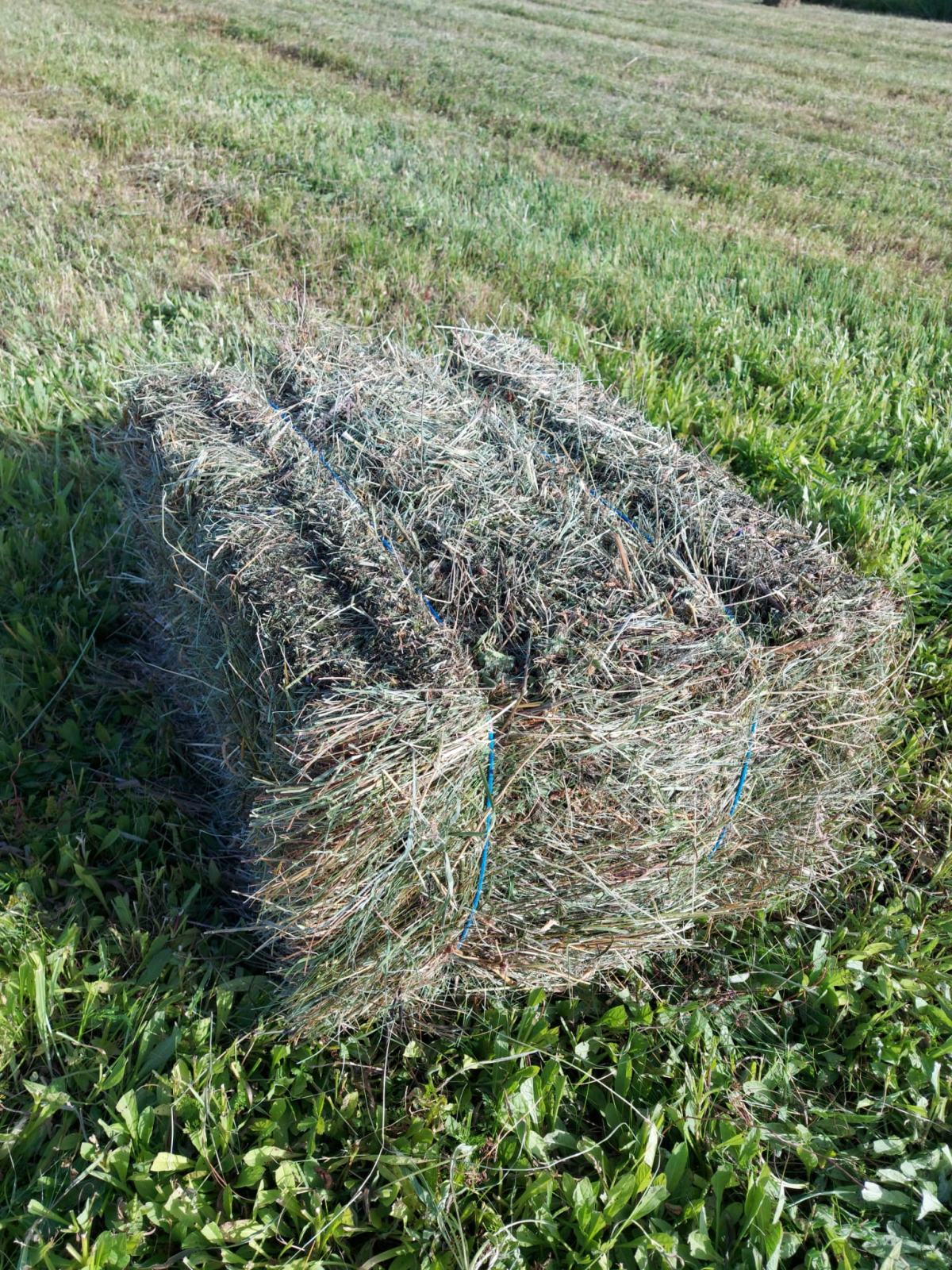 Sijeno balirano u kockastim balama