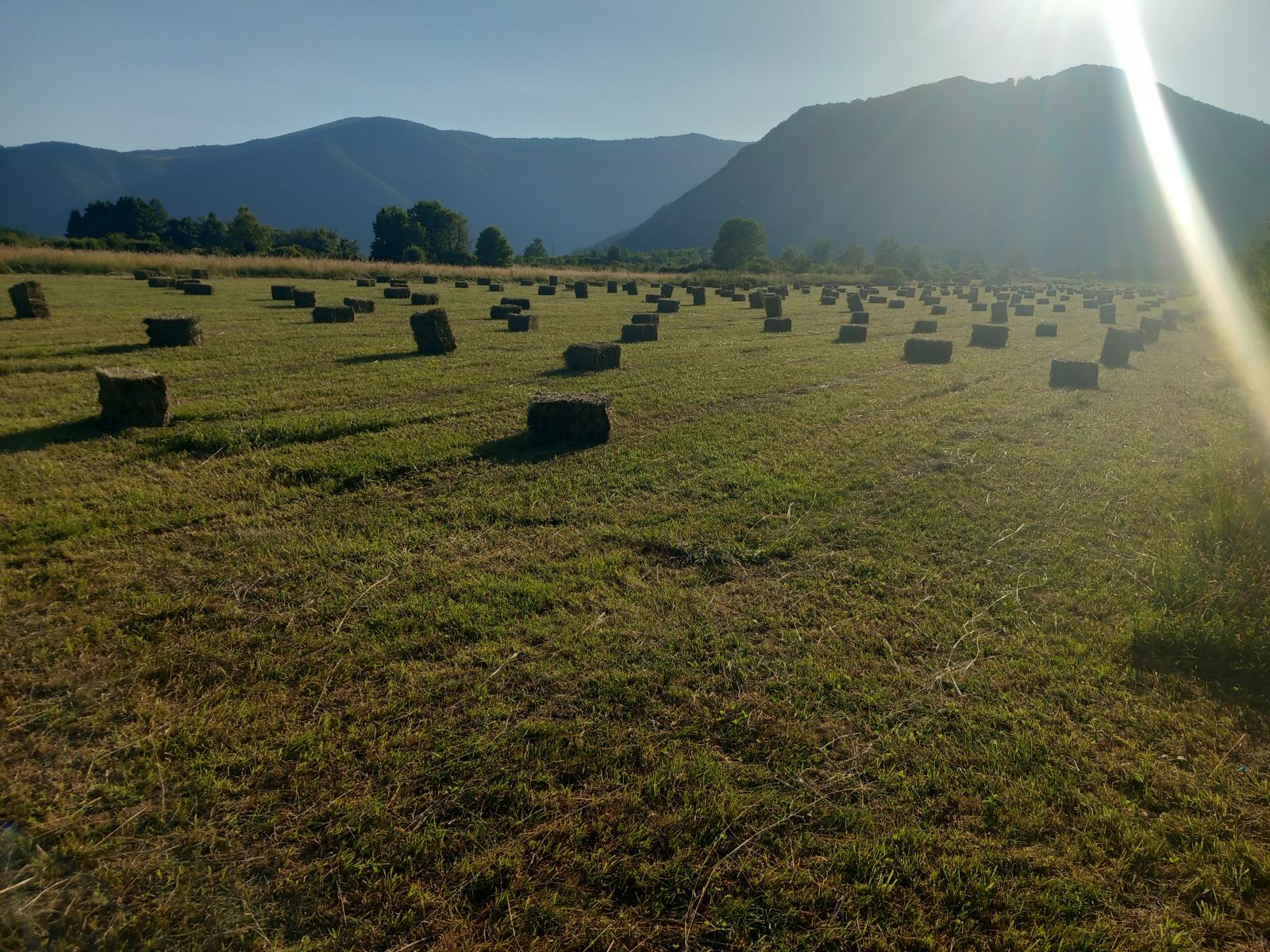 Sijeno kockaste bale