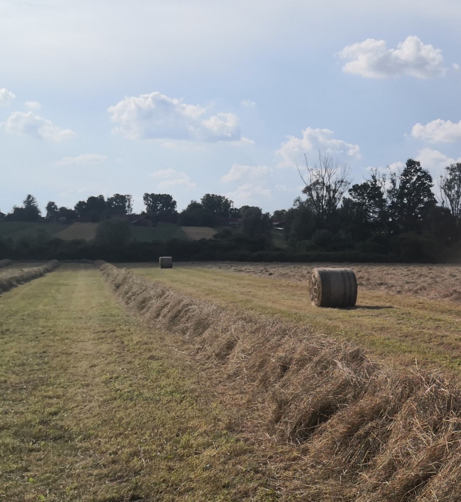 Sijeno u rolo balama