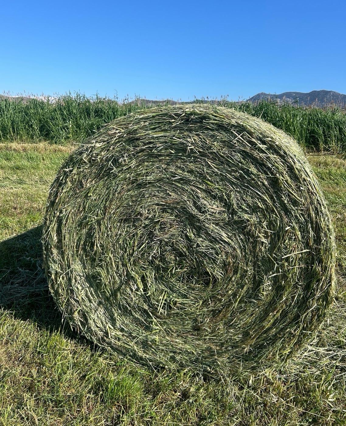 Sijeno rolo bale EKO