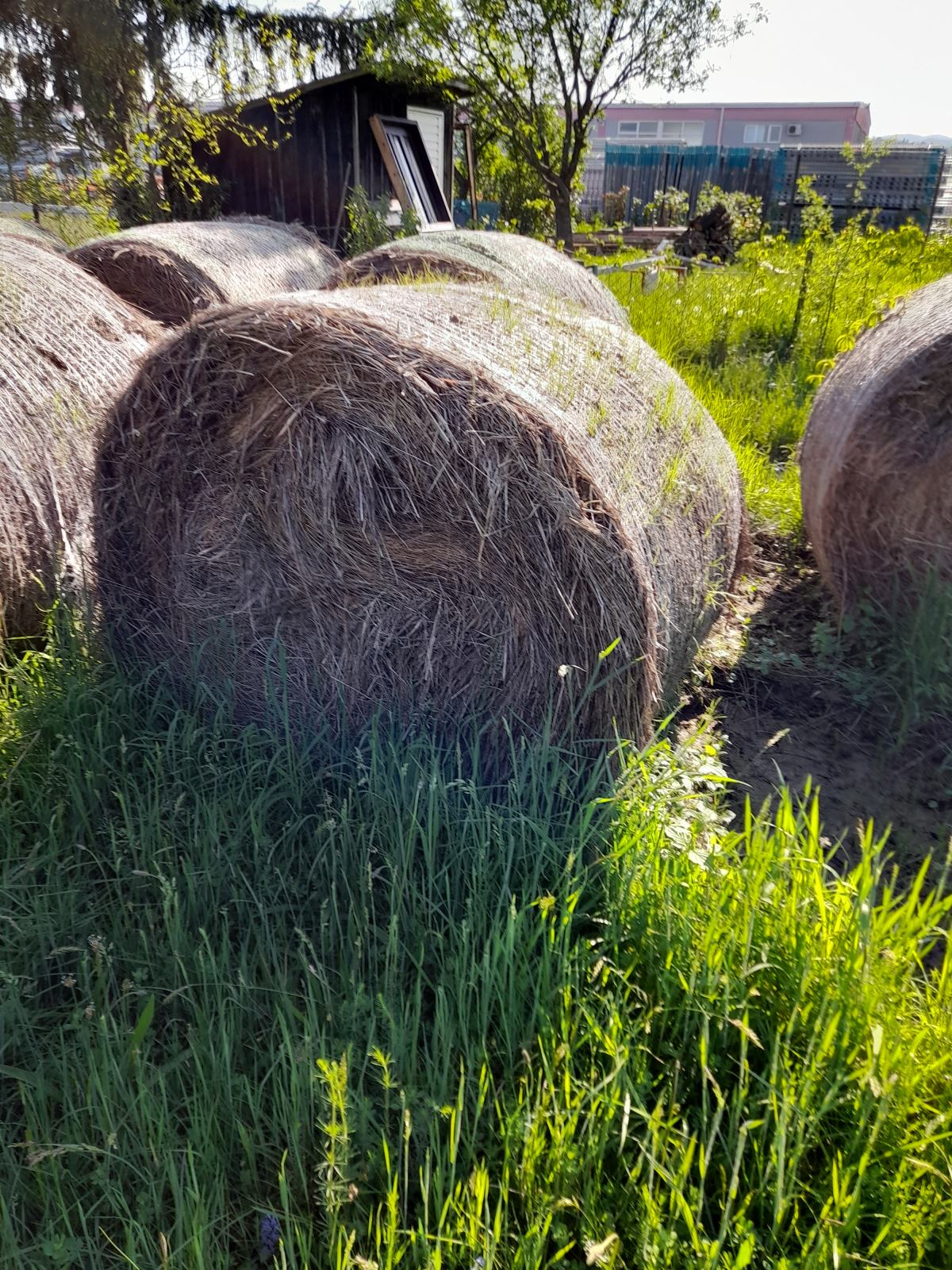 Sijeno rolo bale poklanjam